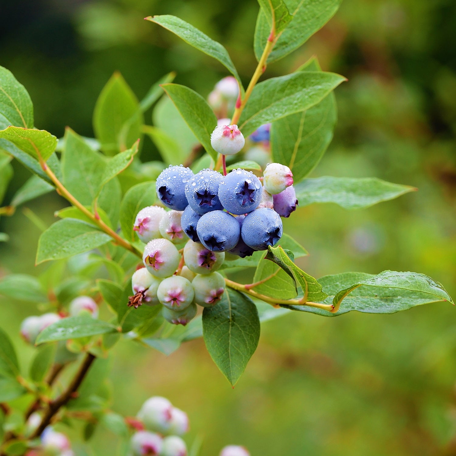 Expert Gardener 3-4 ft. tall Vernon Rabbiteye Blueberry Live Shrub in 7 ...