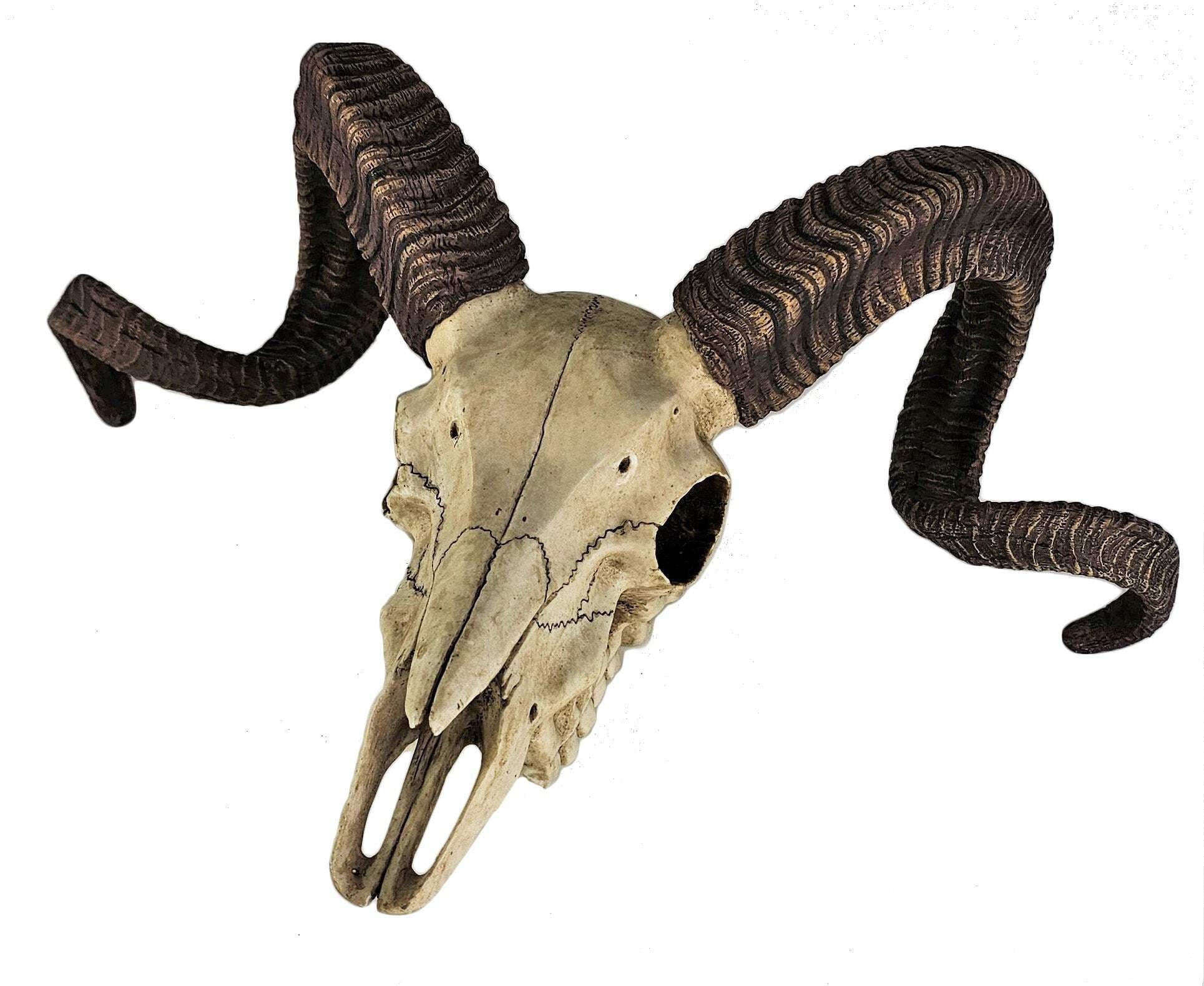 Veronese Design 10 5/8 Inch Corsican Ram Skull AnimalHorns Resin Wall ...