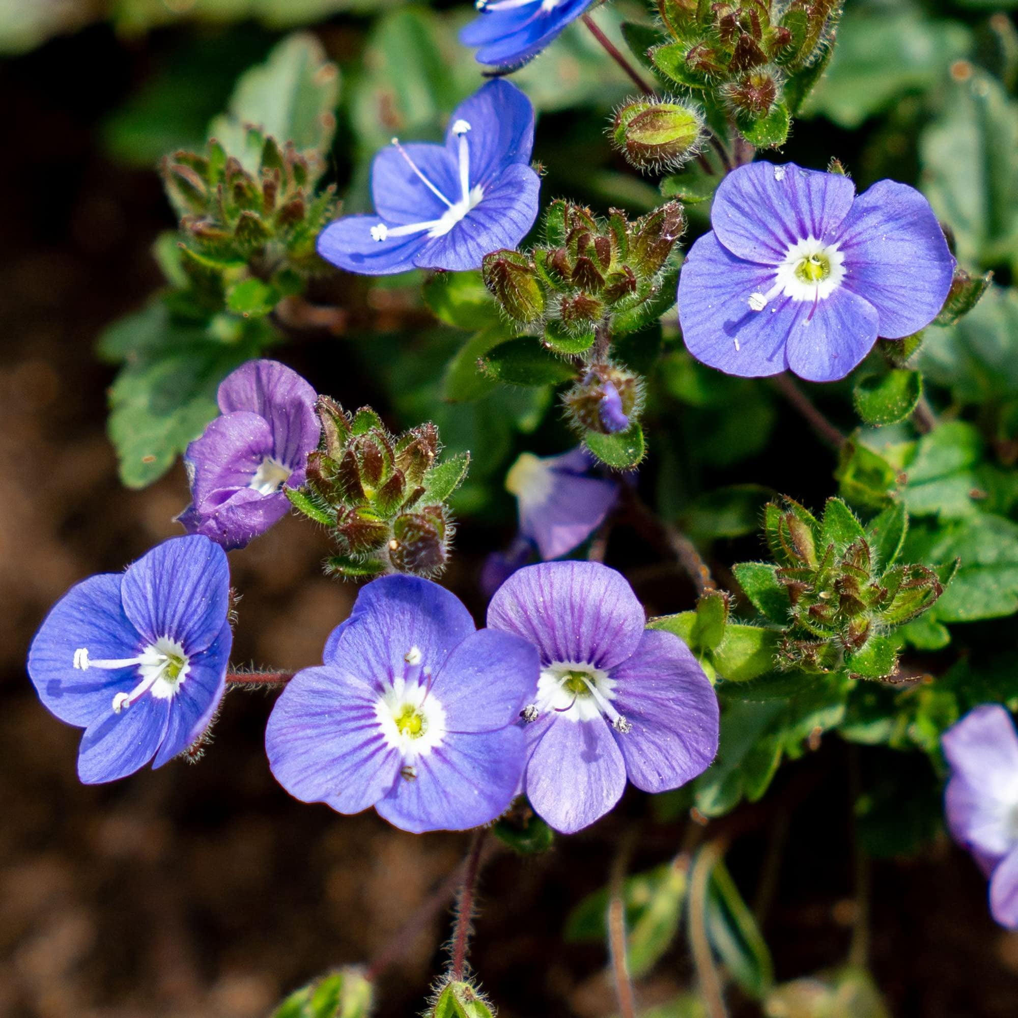 Veronica Repens Seeds CORNET Creeping Speedwell Evergreen Perennial ...