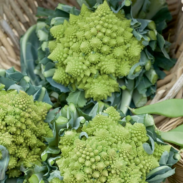Veronica Romanesco Hybrid Cauliflower Seeds - 10 Seeds - Non-GMO ...