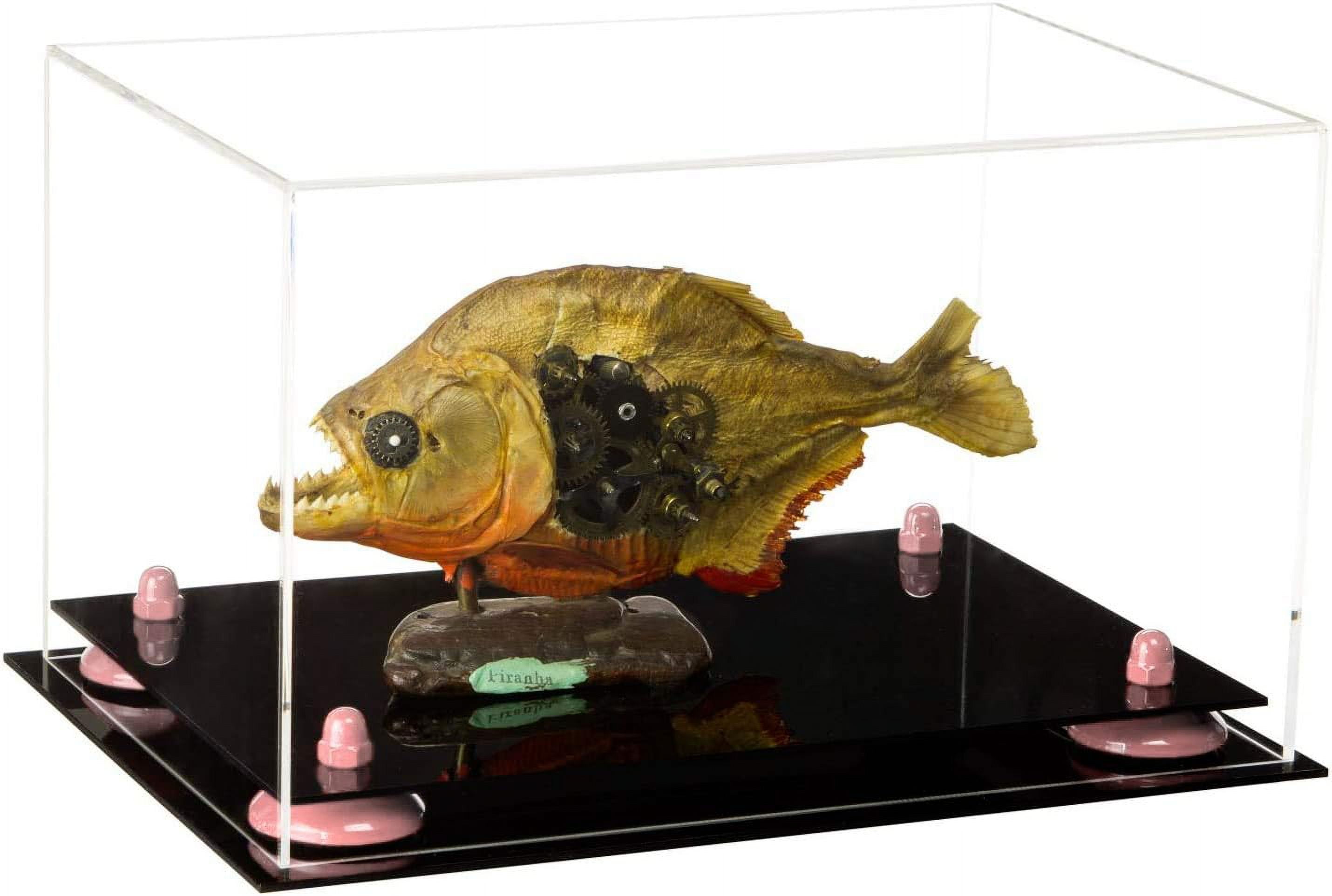 Versaile Clear Display Case - Medium Recangle Box wih Risers 12" x 8.25 ...