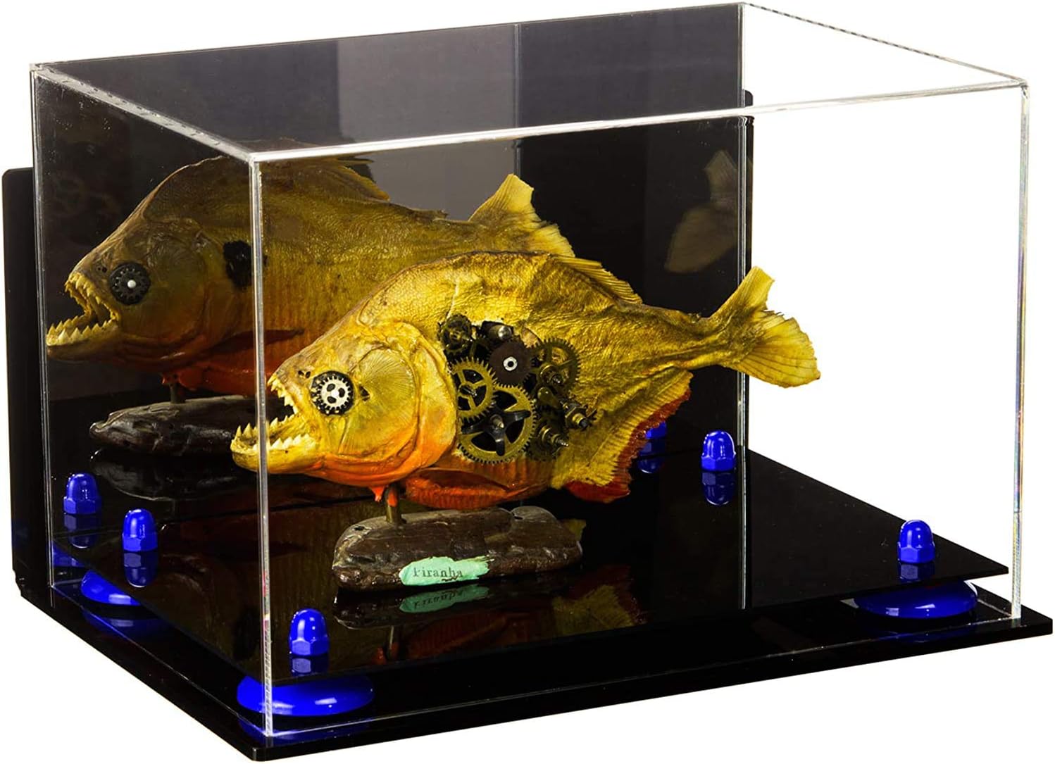 Versaile Display Case - Medium Recangle Box wih Mirror, Dark Blue ...