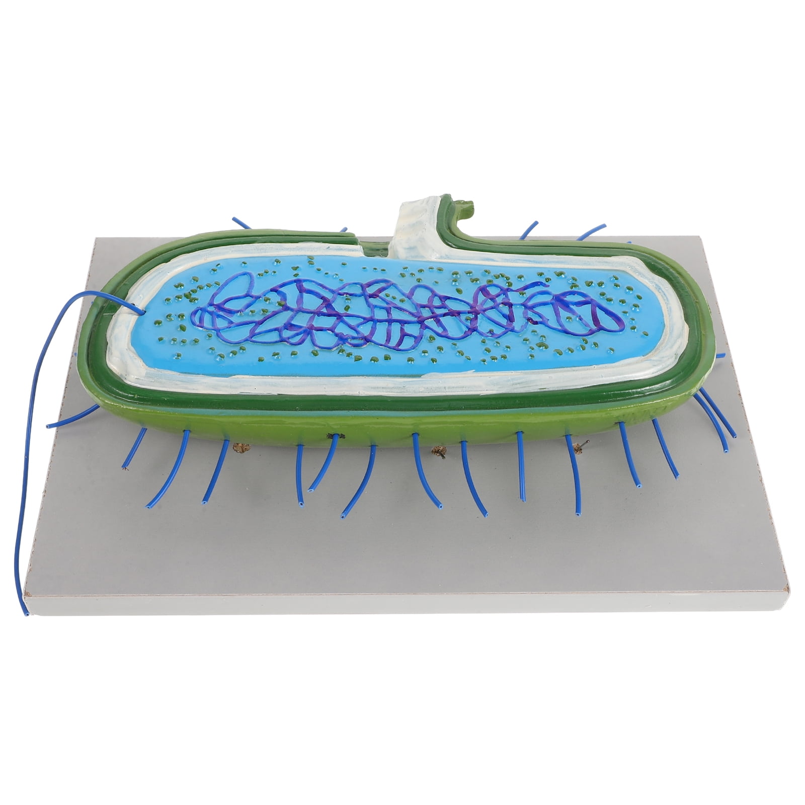Versatile Bacteria Models For Teaching education Bacteria Model Middle School Bacteria Cell ...