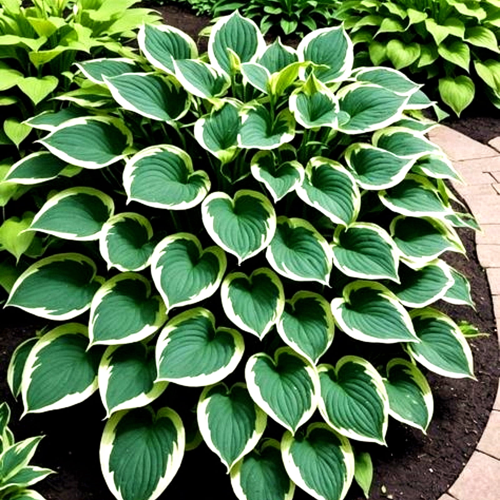 Versatile Hosta Plants to Add Elegance to Your Garden - Walmart.com