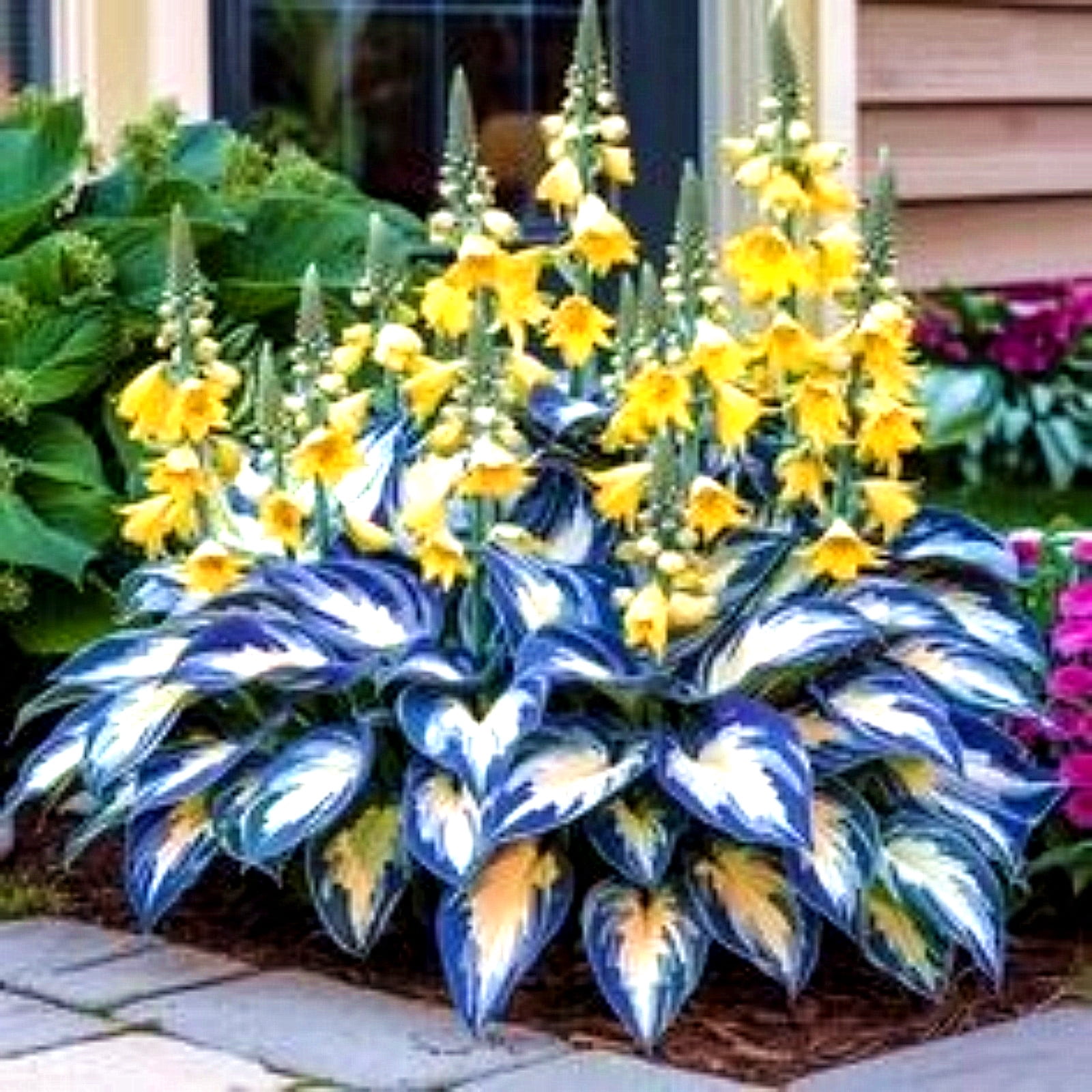 Versatile Hosta Plants to Add Elegance to Your Garden - Walmart.com