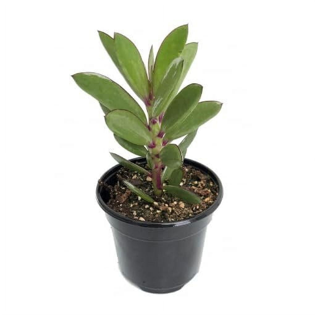 Vertical Leaf Plant - Live Starter Plant in a 2 Inch Growers Pots ...