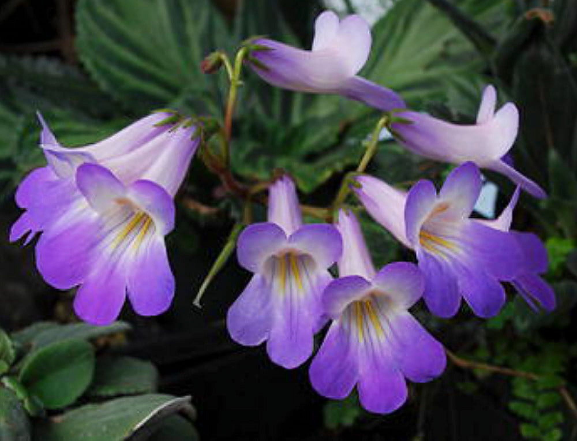 Vertigo Asian Violet - Primulina - 2.5" Pot - Easy Blooming House Plant ...