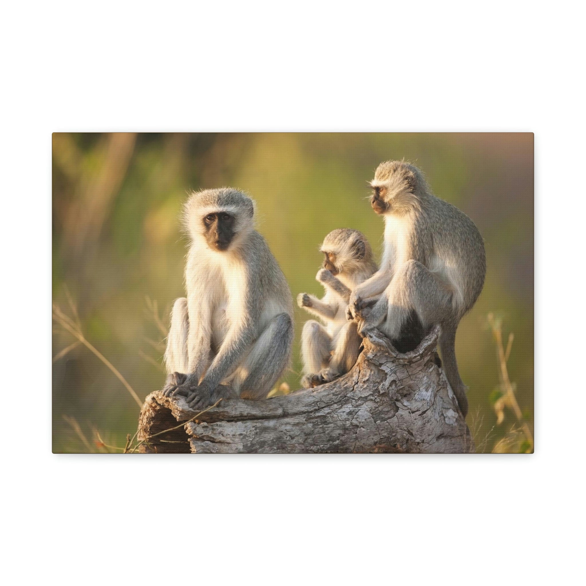 Vervet Group Vervet Troop Print Animal Wall Art Wildlife Canvas Prints ...