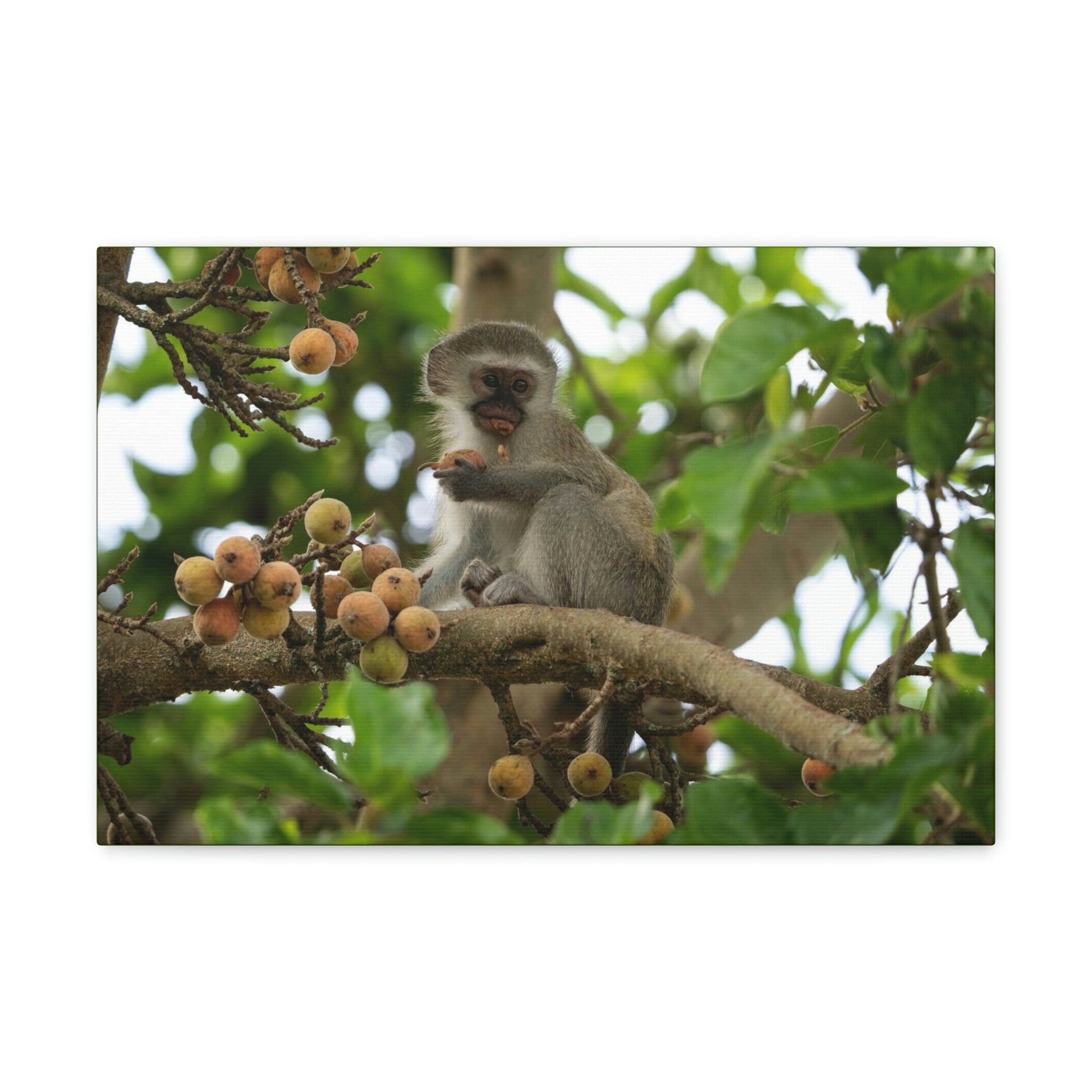Vervet Hunting Vervet on Hunt Print Animal Wall Art Wildlife Canvas ...