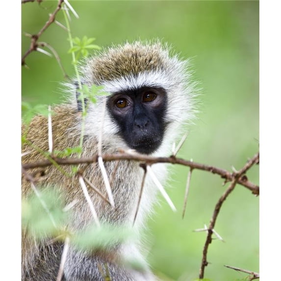 Vervet Monkey Chlorocebus Pygerythrus Poster Print, Large - 28 x 32 ...