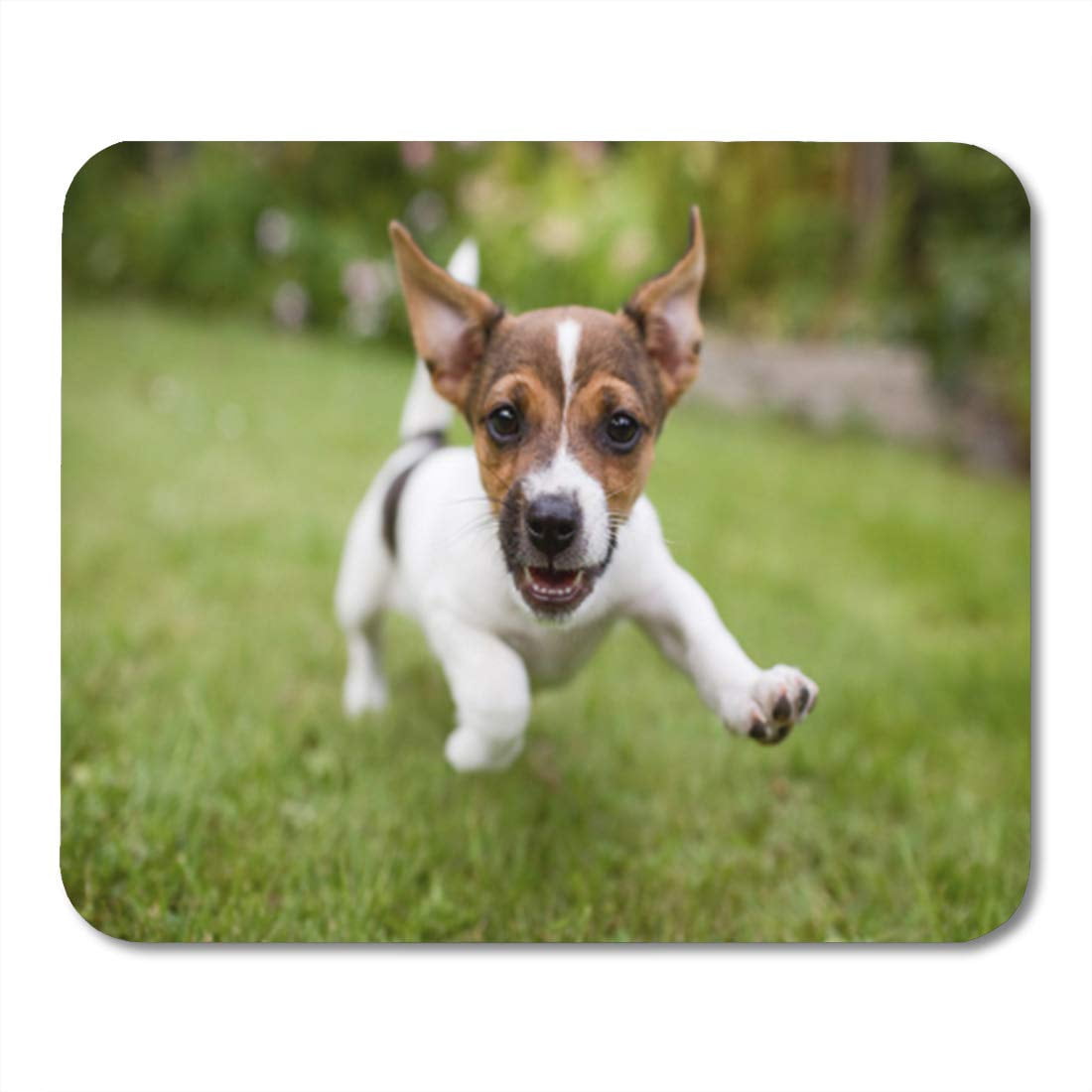 Very Little Puppy is Running Happily Floppy Ears Trough Mousepad Mouse ...