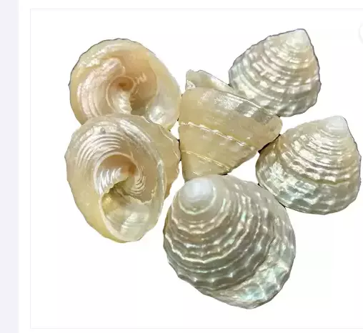 Very Rare 2 Moti Shankh Natural Sea Shell Pearl CONCH for MONEY ;Wealth ...