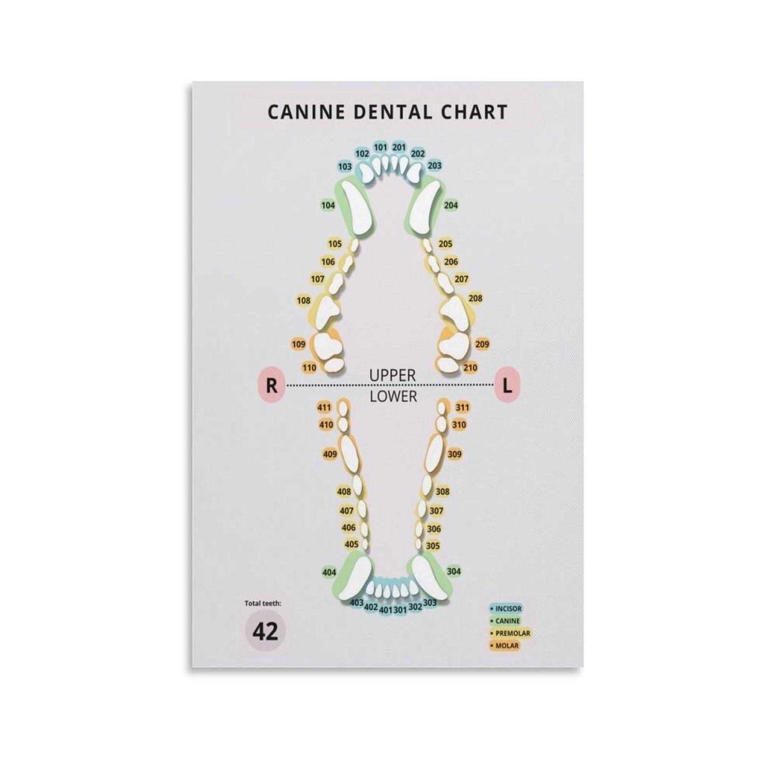 Veterinary Canine Dental Chart Poster Vet Art (2) Canvas Painting Wall ...