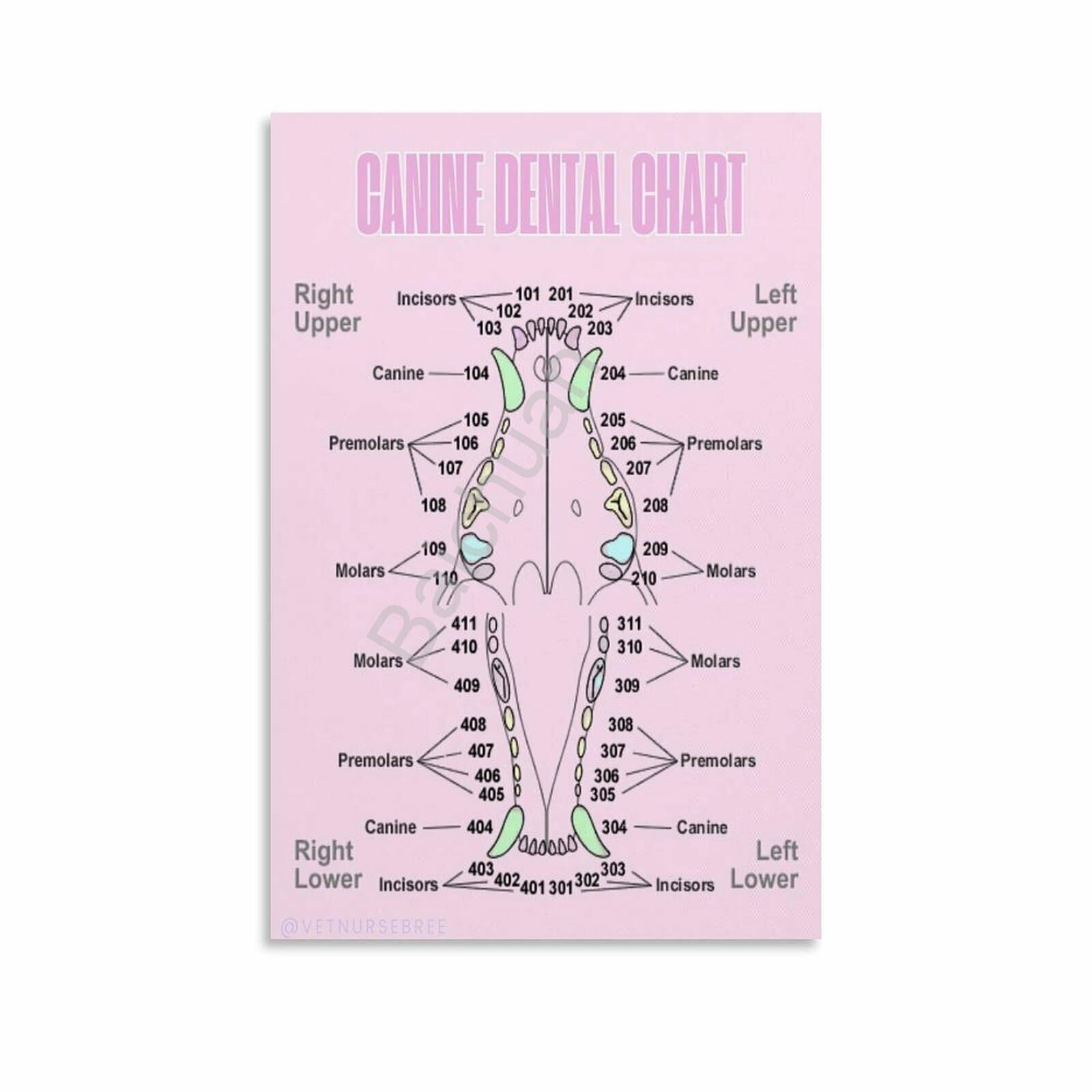 Veterinary Feline And Canine Dental Chart Poster Vet Art (1) Canvas ...