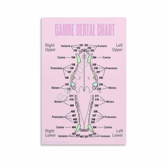 Veterinary Feline And Canine Dental Chart Poster Vet Art (1) Canvas ...