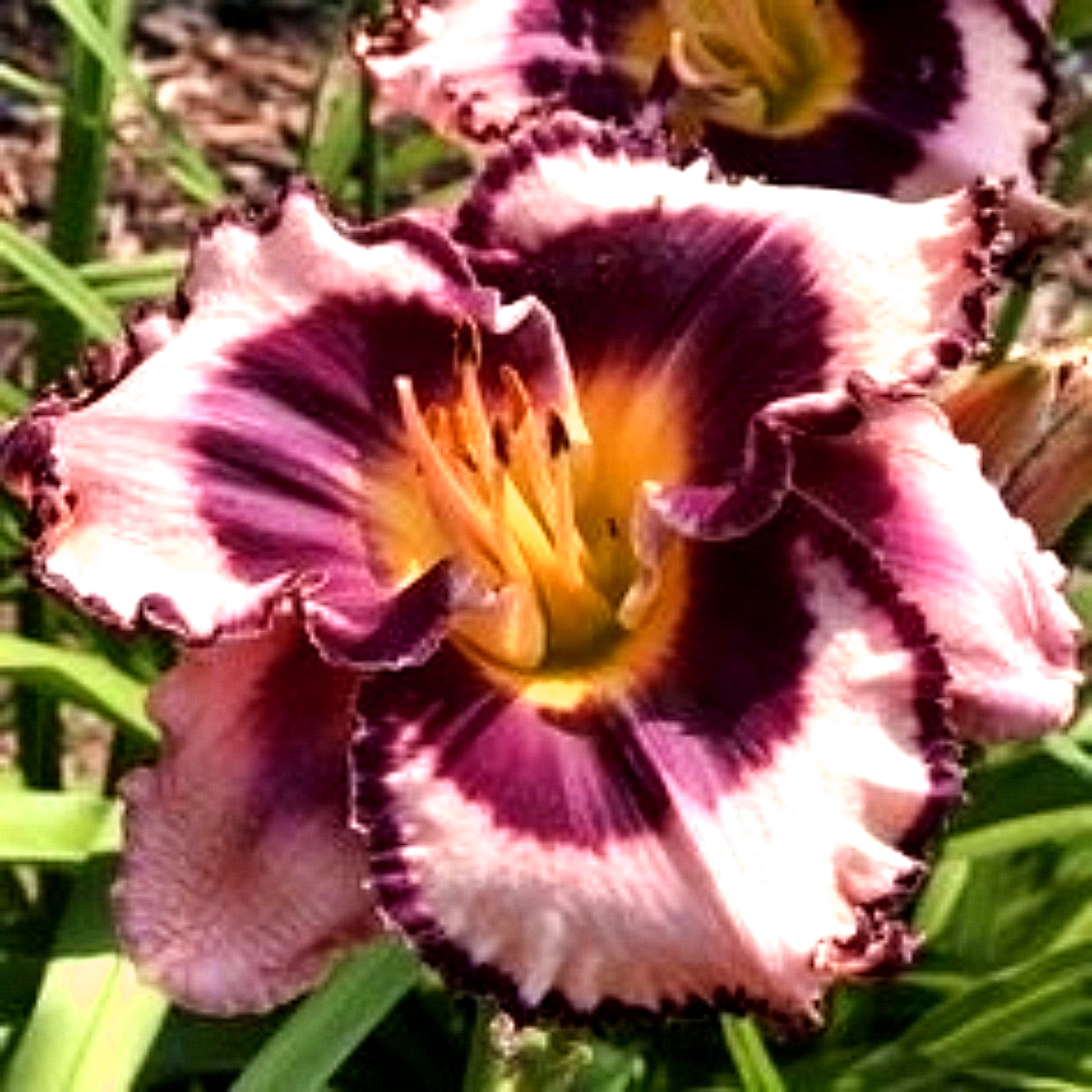 Vibrant Daylilies (Hemerocallis) – Easy Grow Bulbs for Summer ...
