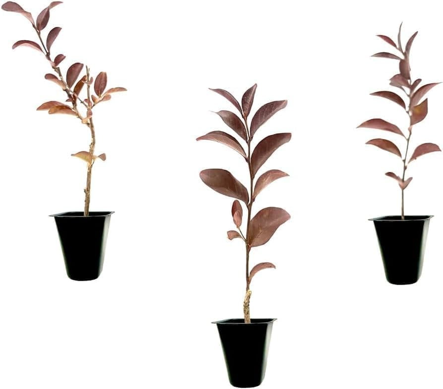 Vibrant Double Feature Red Crape Myrtle 10 Live Plants Lagerstroemia ...