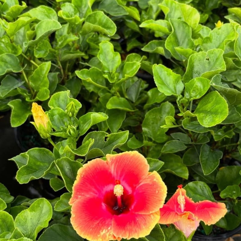 Vibrant Fiesta Hibiscus Plant, Hardy Hibiscus Perennial Live Plant 6 ...