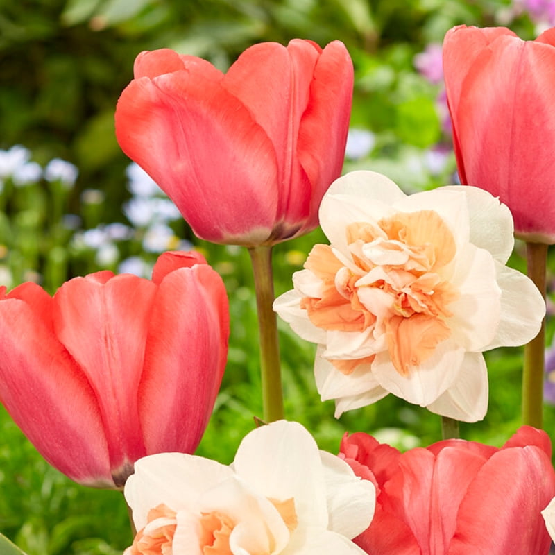 Vibrant Melon Tulip & Daffodil Mix Flower Bulbs - 10 Bulbs per Pack ...