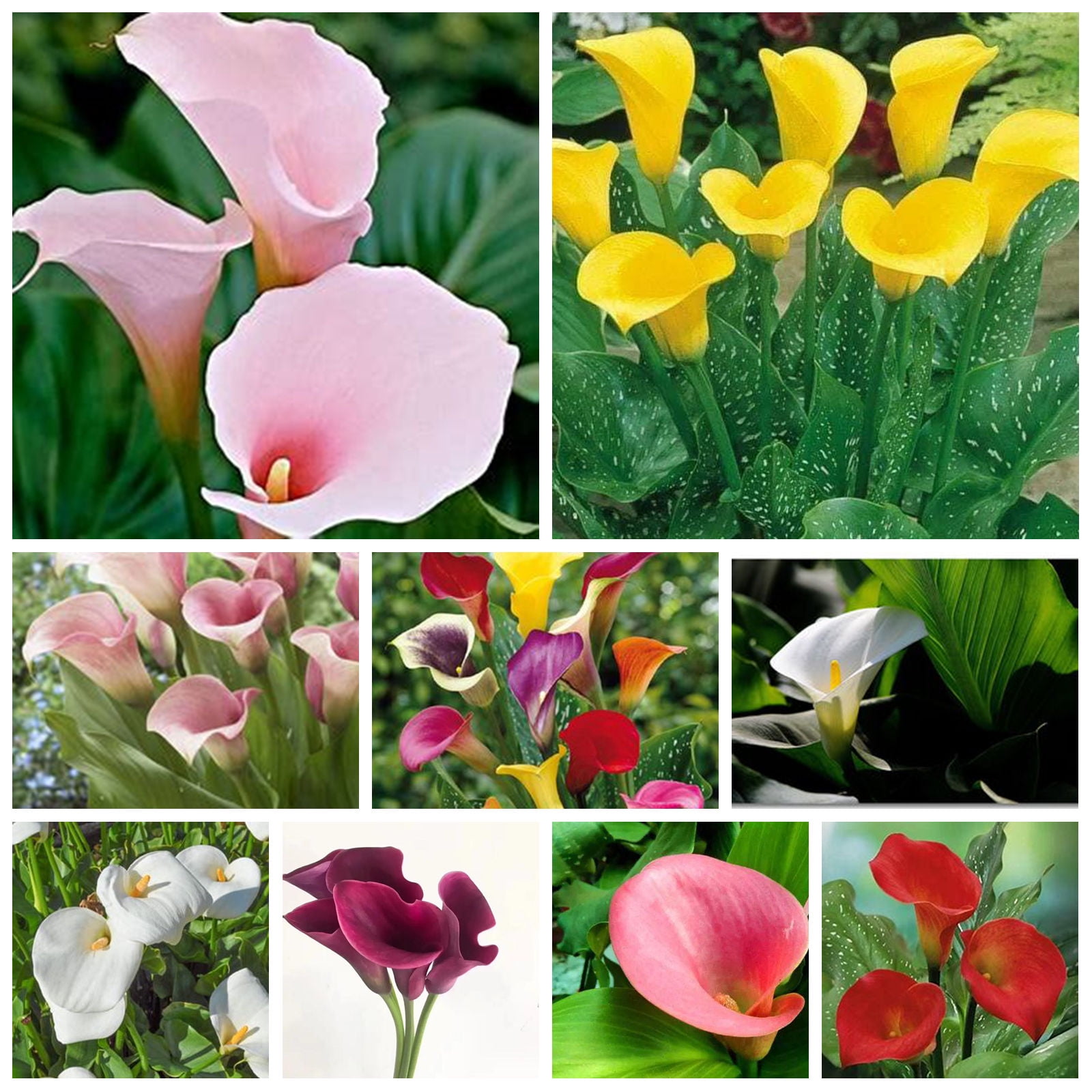 Vibrant,Mixed Brilliant Calla Lily,for Planting - Walmart.com