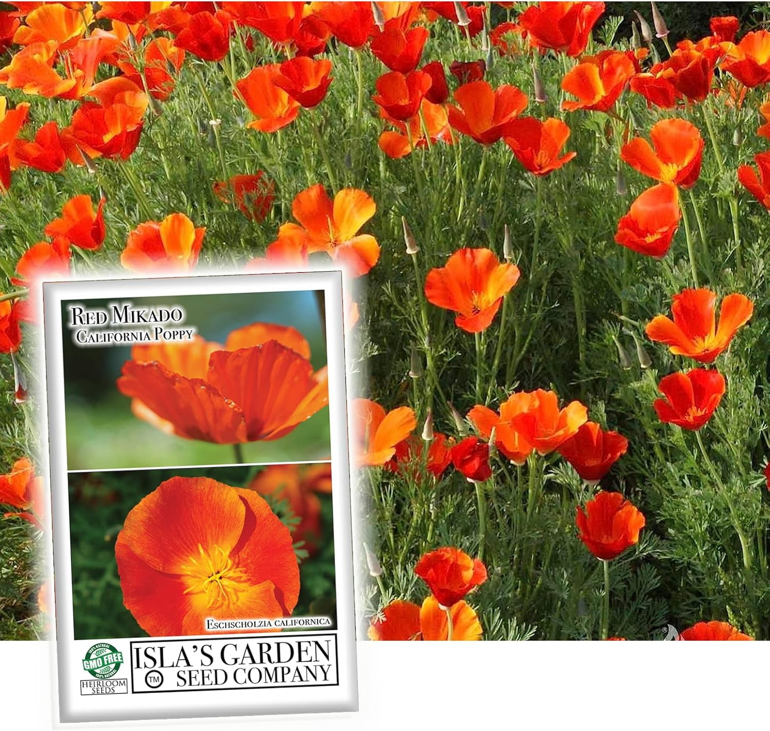 Vibrant Red Mikado California Poppy Seeds for Planting, 2000+ Heirloom ...