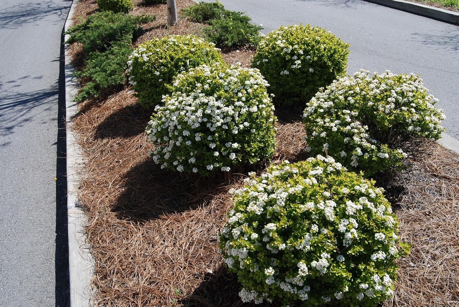 Viburnum Densa | 10 Live Quart Size Plants | Viburnum Obovatum 'Densa ...