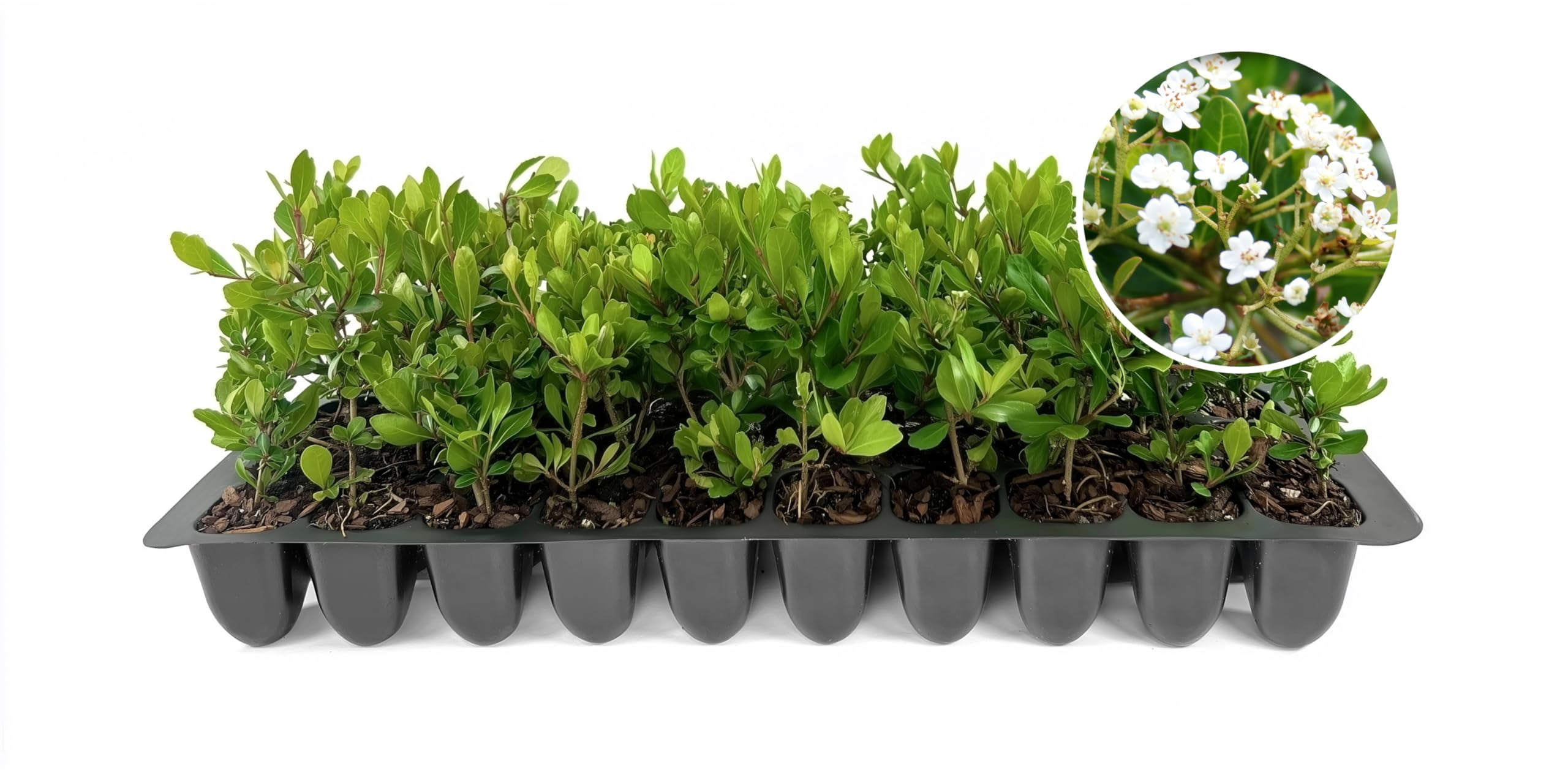 Viburnum Densa | 20 Live Plants | Viburnum Obovatum 'Densa' | Compact ...