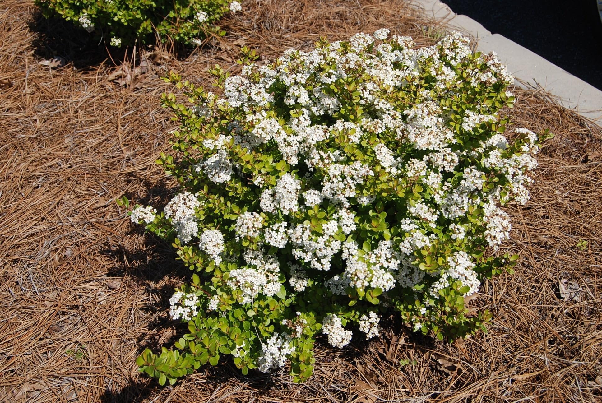 Viburnum Mrs. Schiller's Delight I 20 Live Plants I Dwarf Obovatum I ...