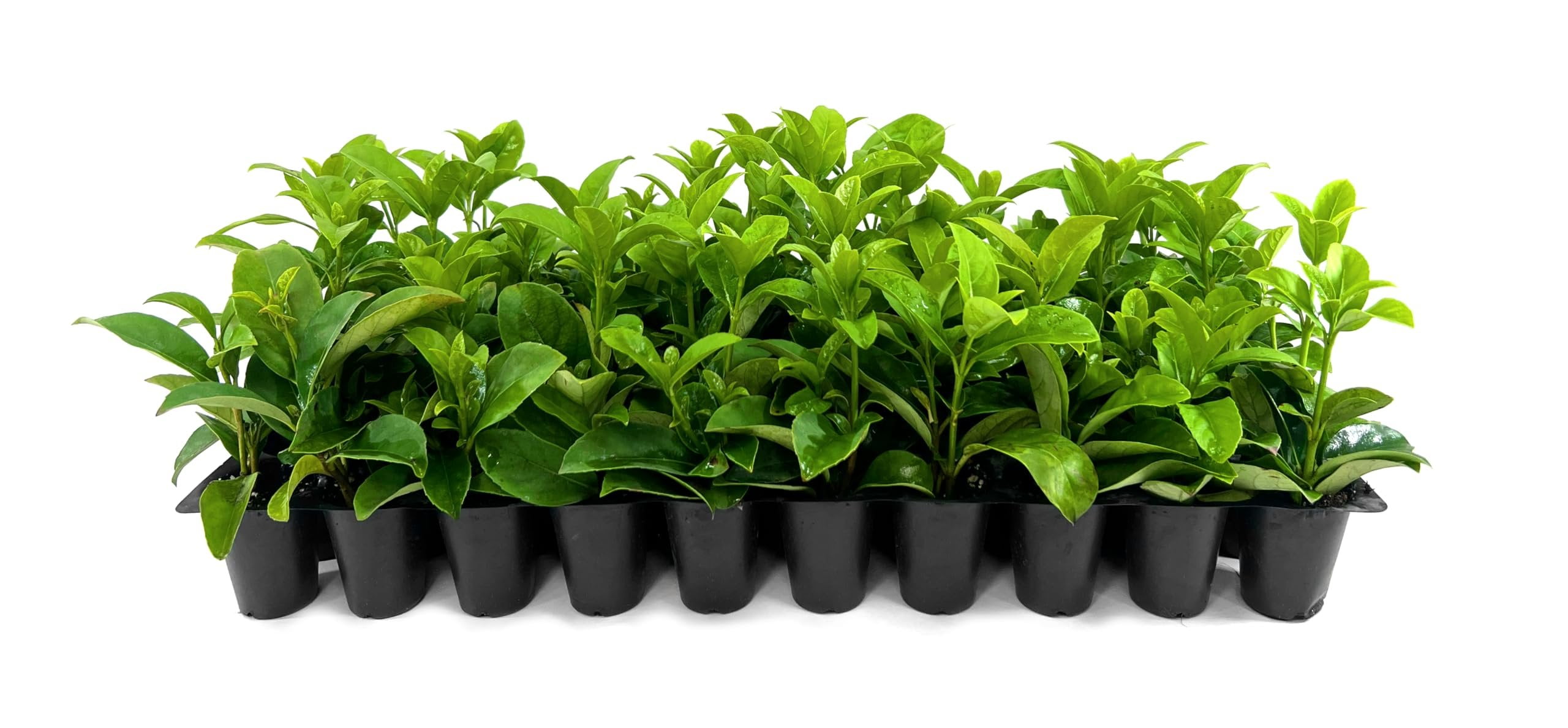 Viburnum Odoratissimum 60 Live Plants Viburnum odoratissimum Fast ...