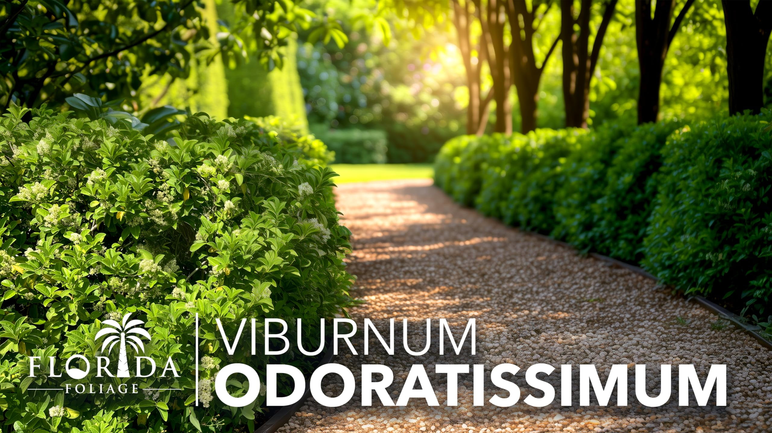 Viburnum Odoritissimum | 10 Live 4 Inch Plants | Viburnum Odoratissimum ...