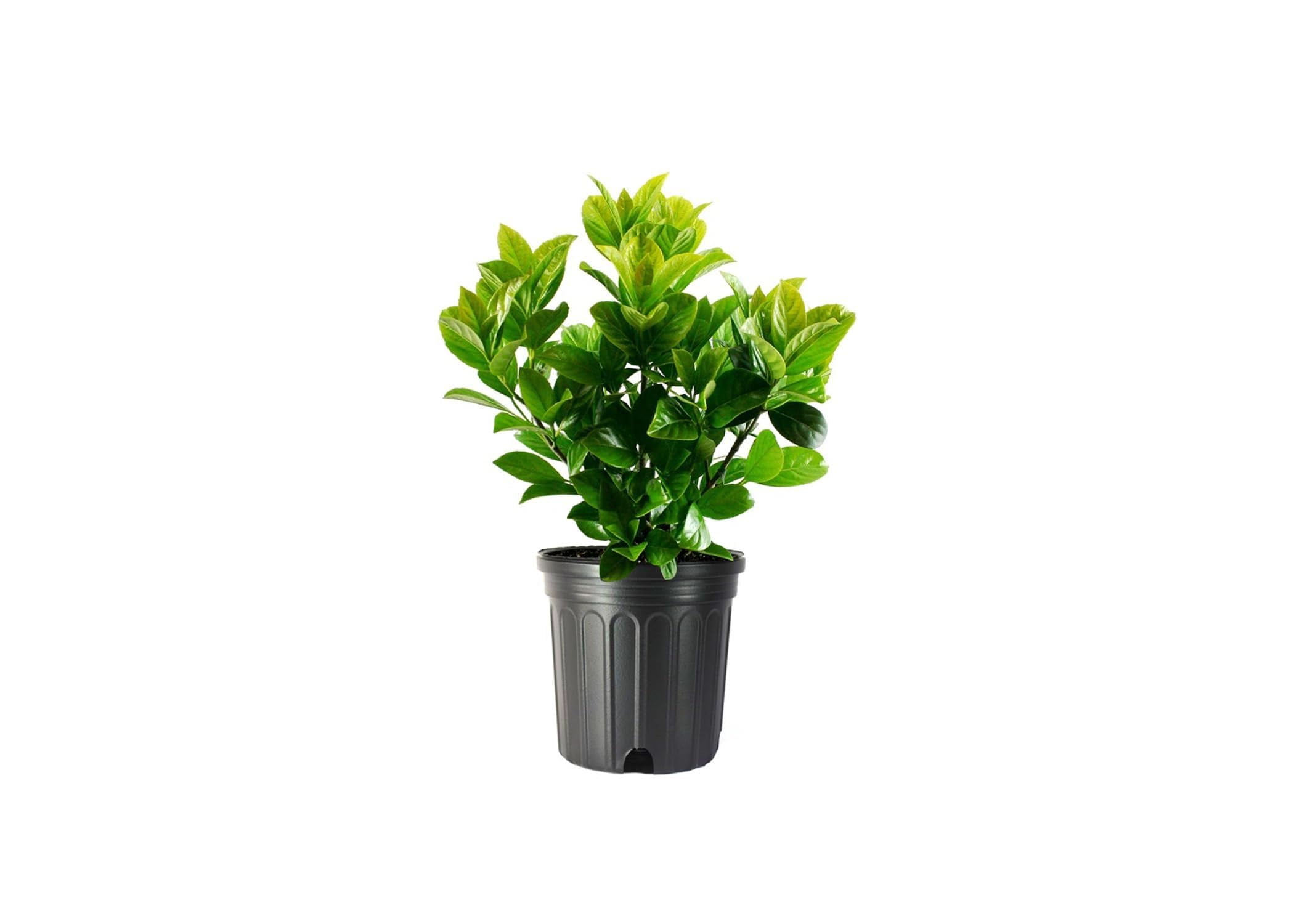 Viburnum Odoritissimum | 2 Extra Large 3 Gallon Plants | Viburnum ...