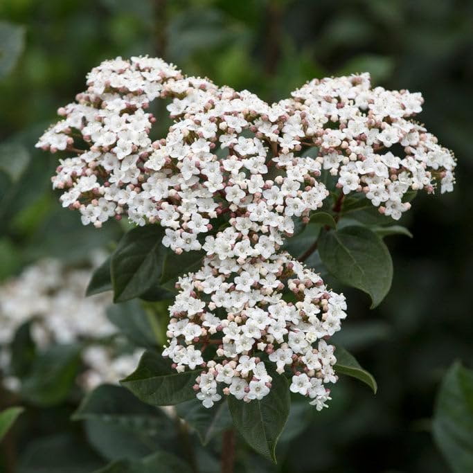 Viburnum Spring Bouquet 2 Extra Large 3 Gallon Plants Viburnum Tinus ...