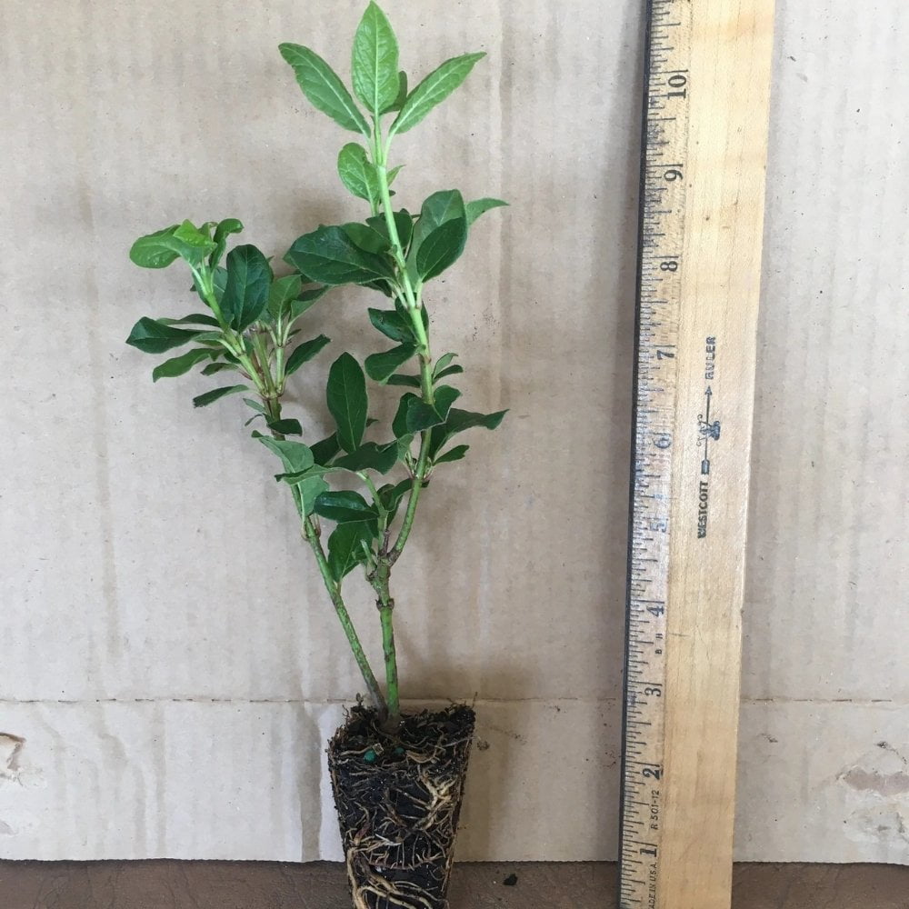 Viburnum Spring Bouquet – Live Plants - Walmart.com