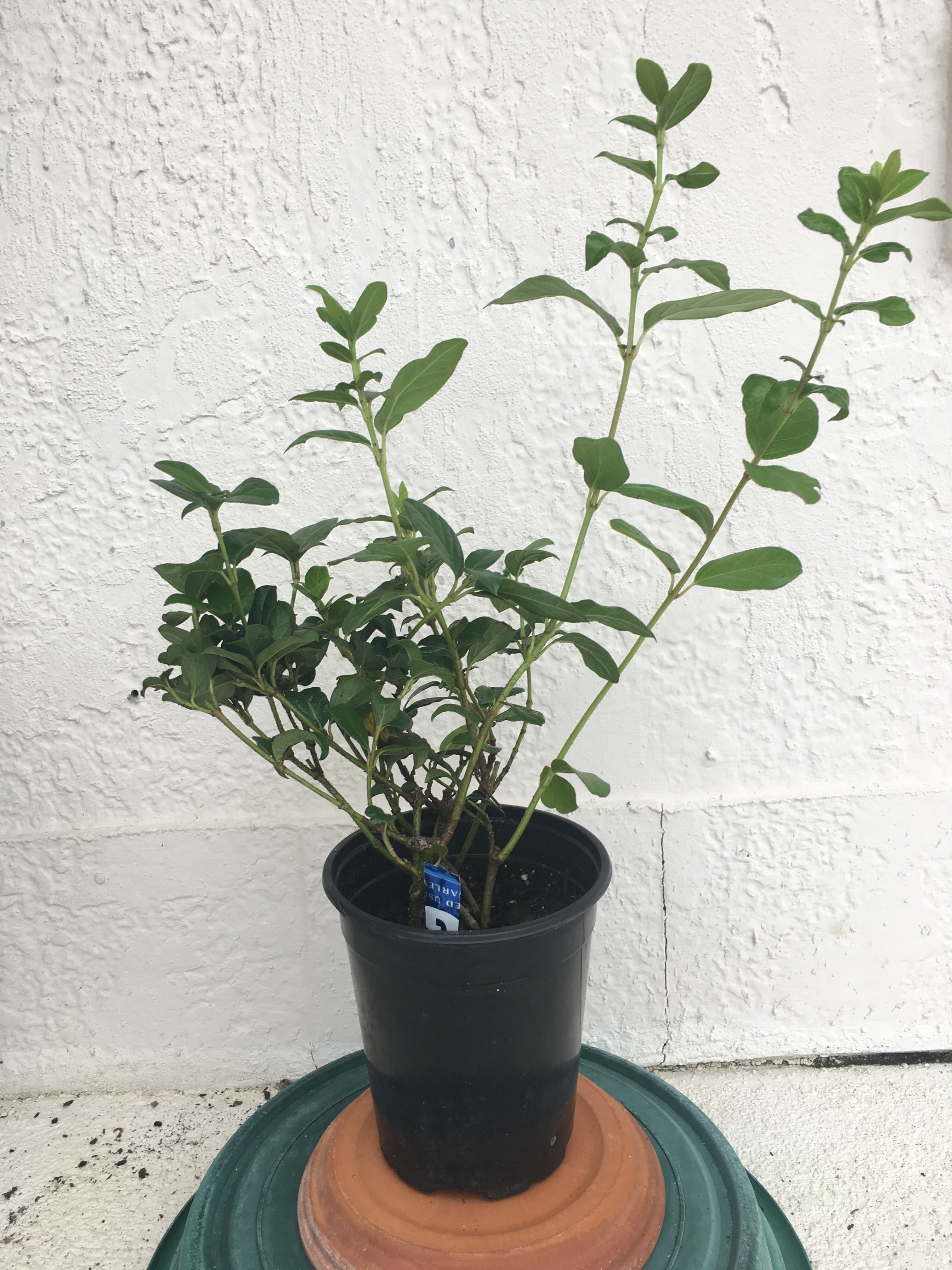 Viburnum Spring Bouquet - live plant 4 inch pot - Walmart.com