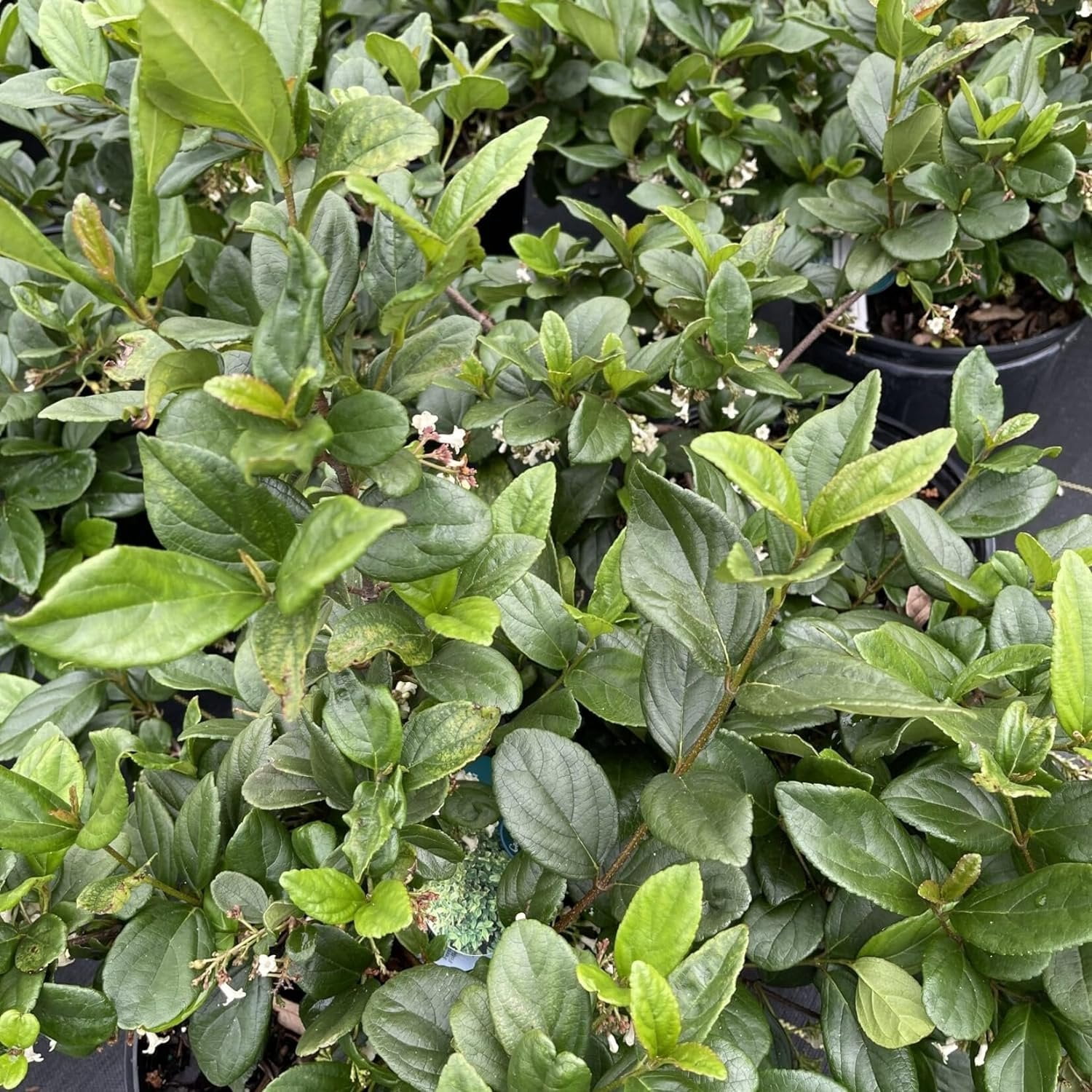 Viburnum Suspensum 3 Extra Large 3 Gallon Plants Sandankwa Viburnum ...