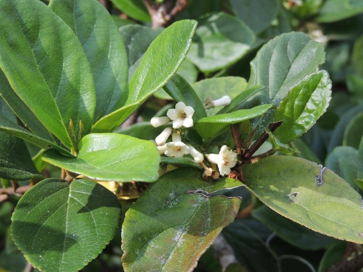 Viburnum Suspensum | 5 Live 4 Inch Plants | Viburnum Suspensum ...
