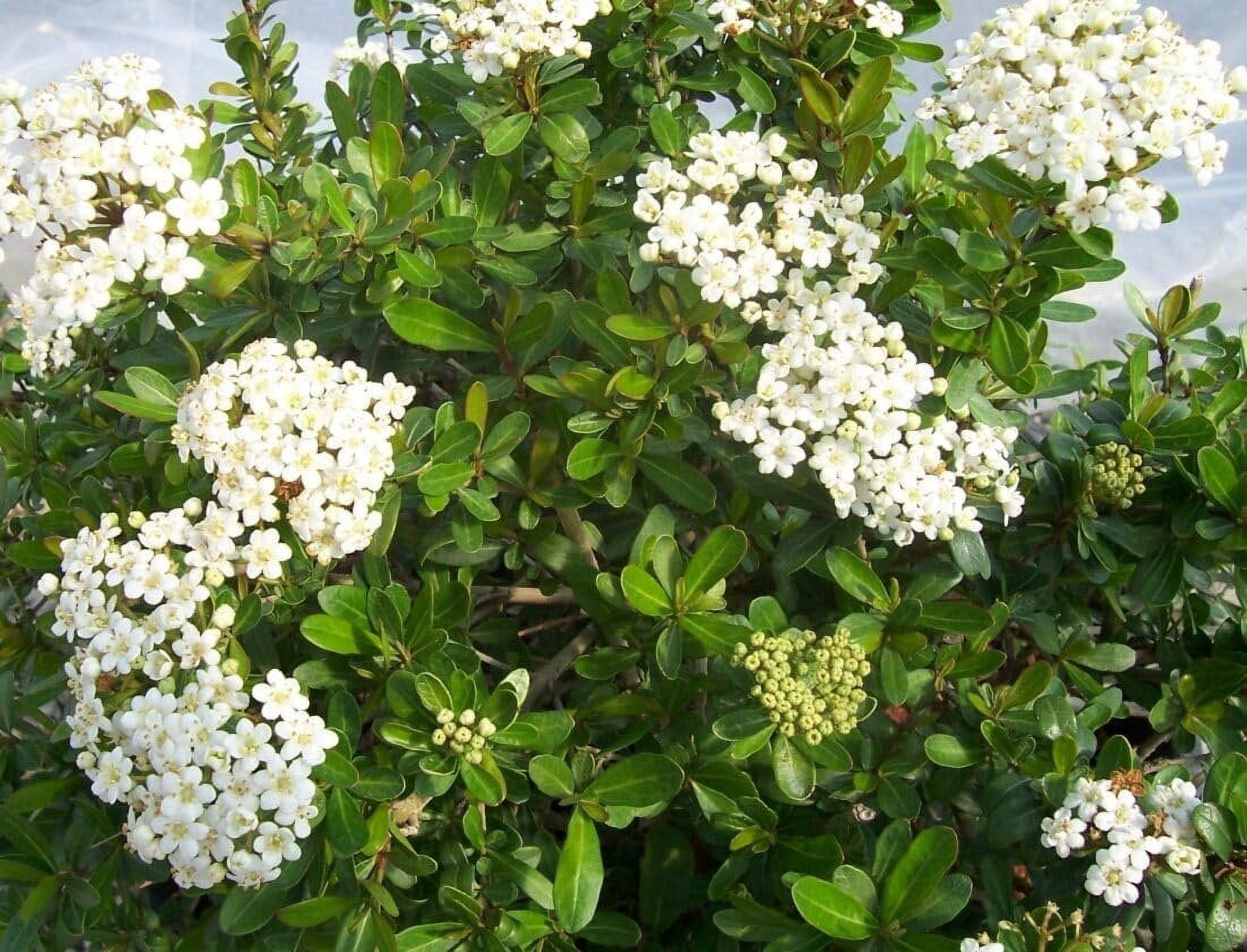 Viburnum Walter's Whorled Class 3 Extra Large 3 Gallon Plants Viburnum ...