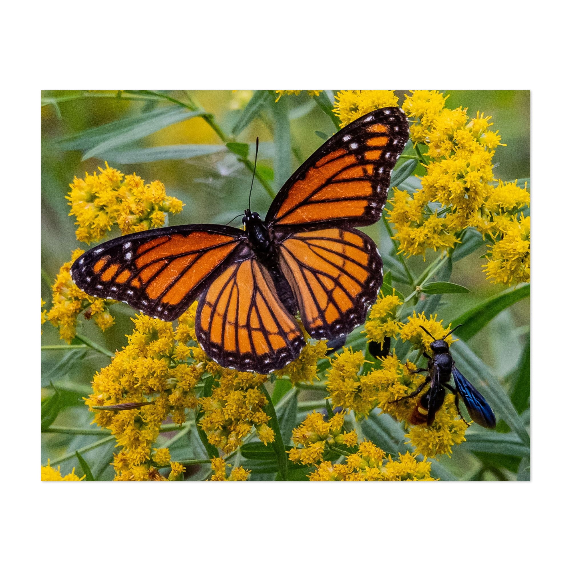 Viceroy Butterfly and Wasp on Goldenrod - York Pennsylvania Photography ...