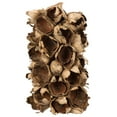Vickerman 10-12" Natural Giant Seed Pod Segment - small, 1 piece, Dried ...