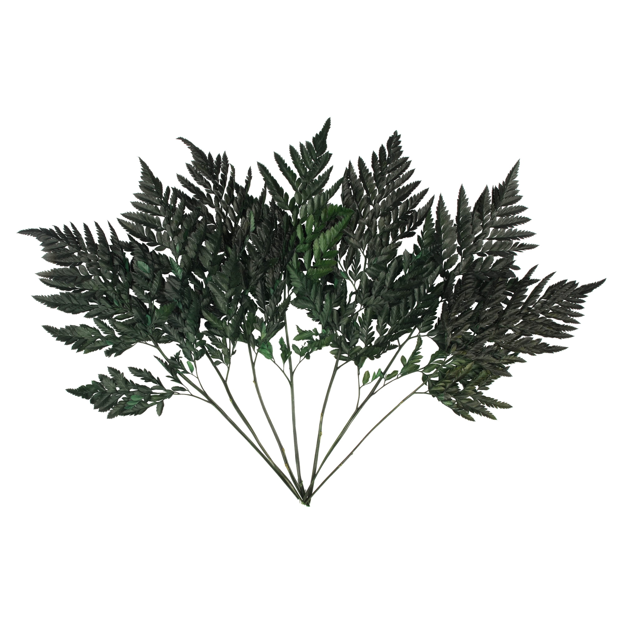 Vickerman 12-15" Fern Green Fern-Leatherleaf, 6 stems, Preserved ...