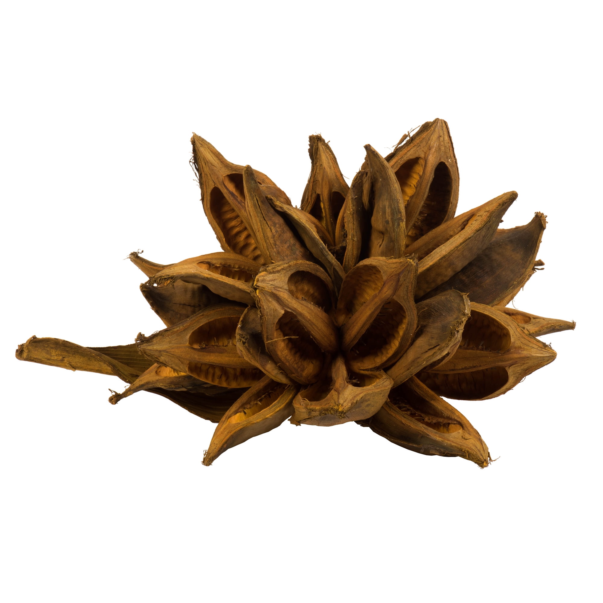Vickerman 12-16" Aspen Gold Star Pod, Extra Large - Walmart.com