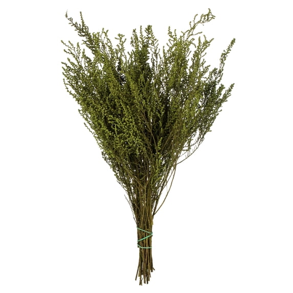 Vickerman 14-18" Oasis Green Stoebe Bundle, Preserved - Walmart.com