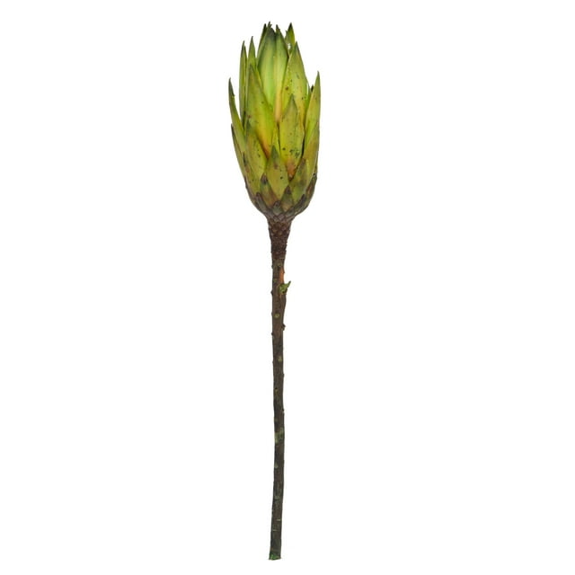 Vickerman 14" Basil Repens on a Natural Stem. Includes 6 Stems per ...