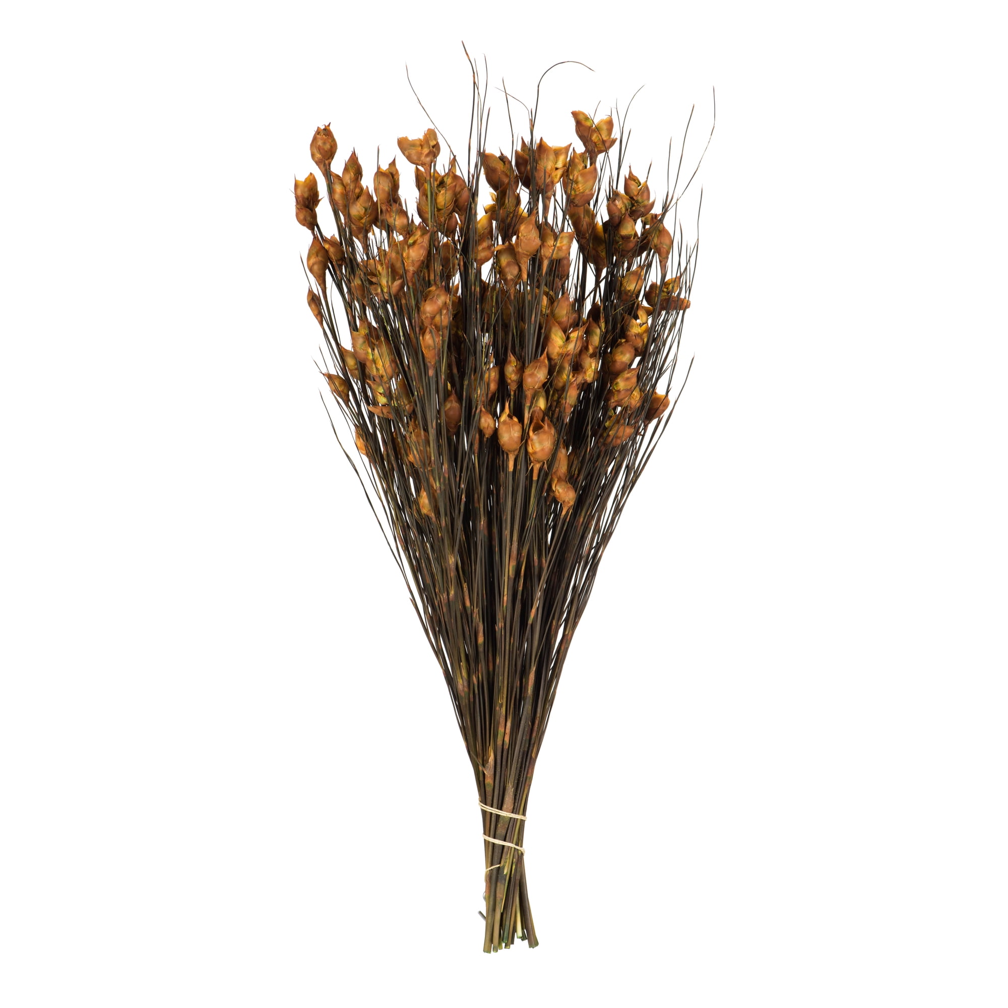Vickerman 15-20" Short Stem Bell Grass with Aspen Gold Colored Seed ...
