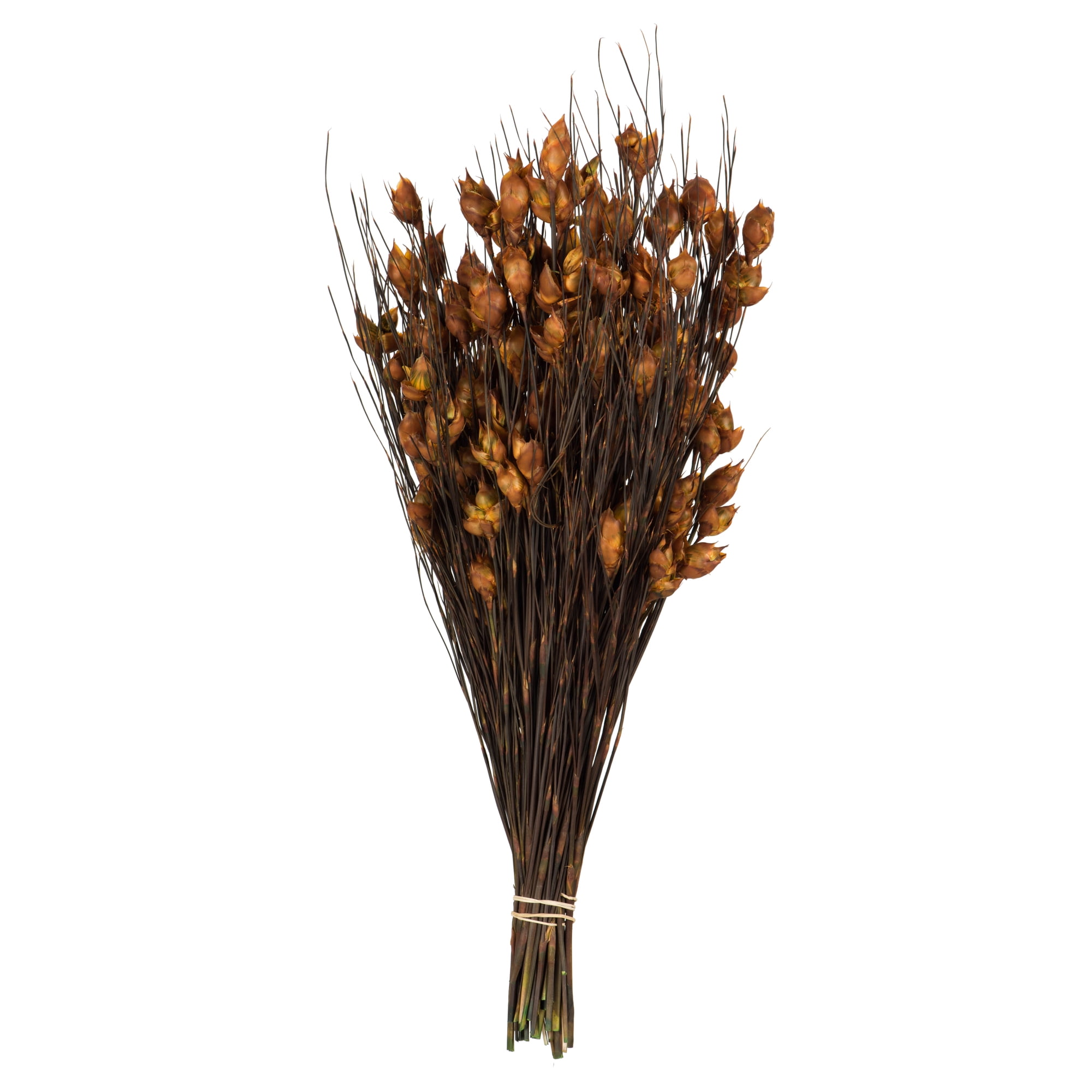 Vickerman 15-20" Short Stem Bell Grass with Autumn Colored Seed Pods ...