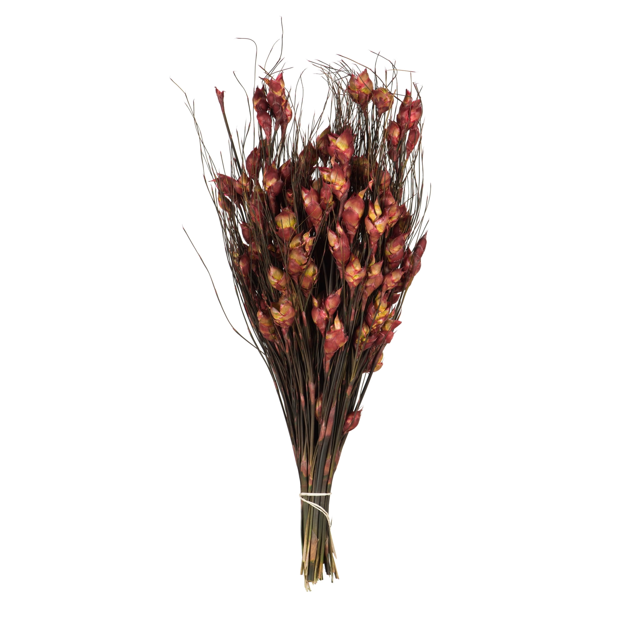 Vickerman 15-20" Short Stem Bell Grass with Red Colored Seed Pods. 10oz ...