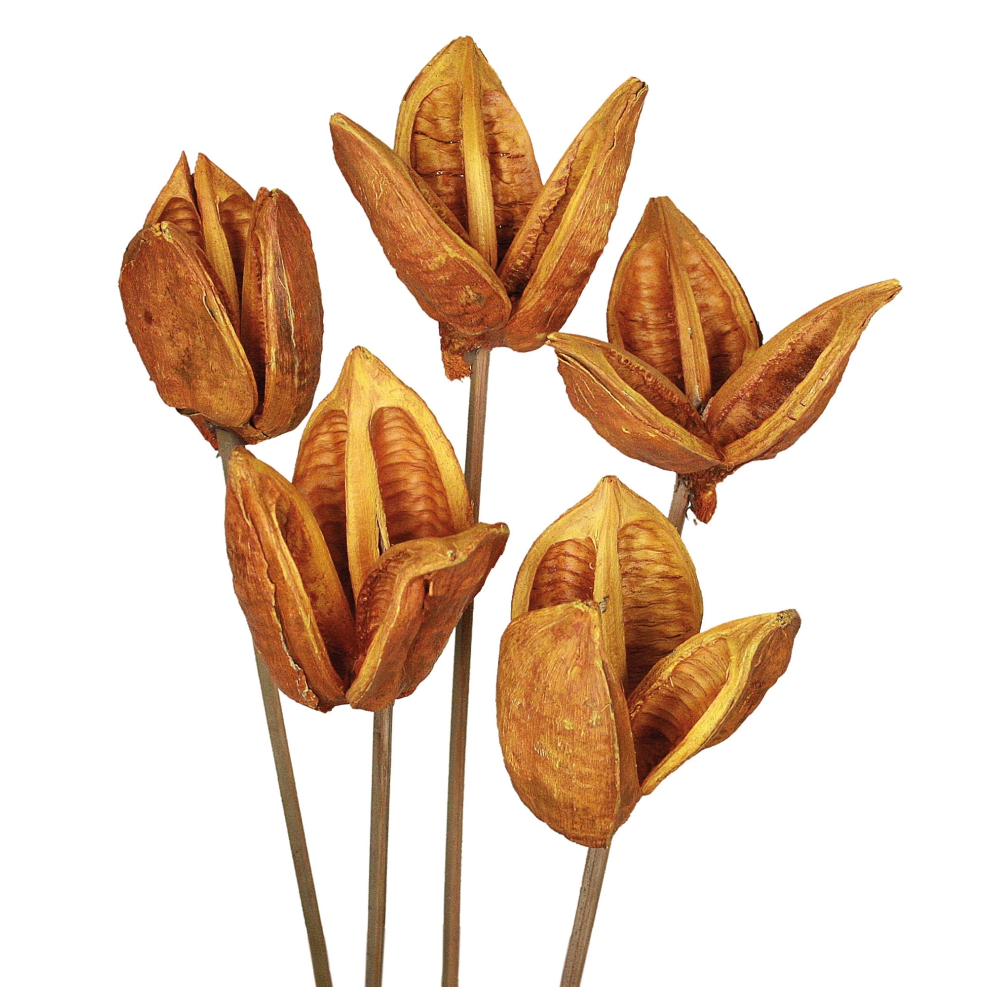 Vickerman 16" Aspen Gold Sora Pod attached to a Wood Stem. Includes 5 ...