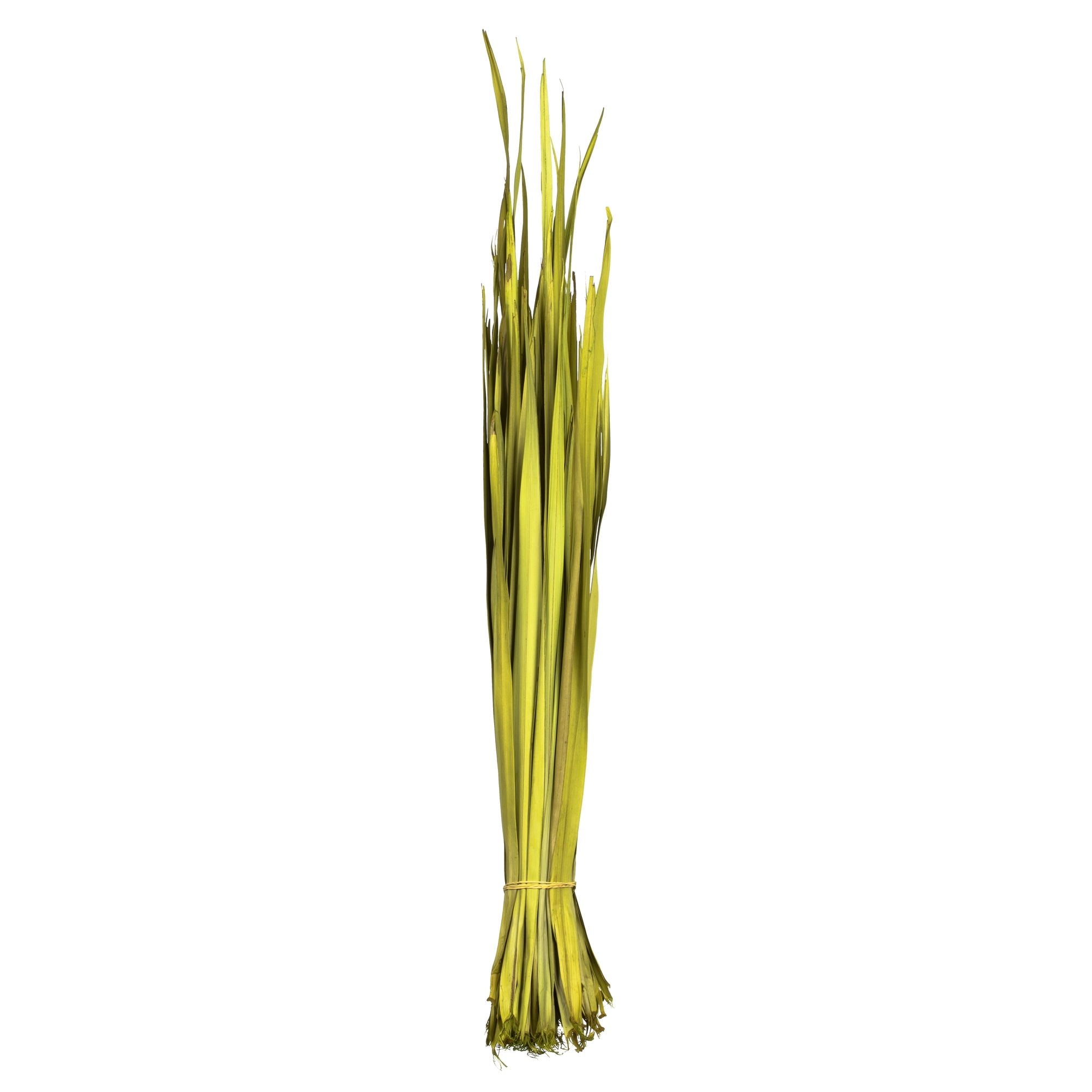 Vickerman 18-23" Basil Coco Palm Leaf Bundle, Dried, 8oz (2-4oz Bundles ...