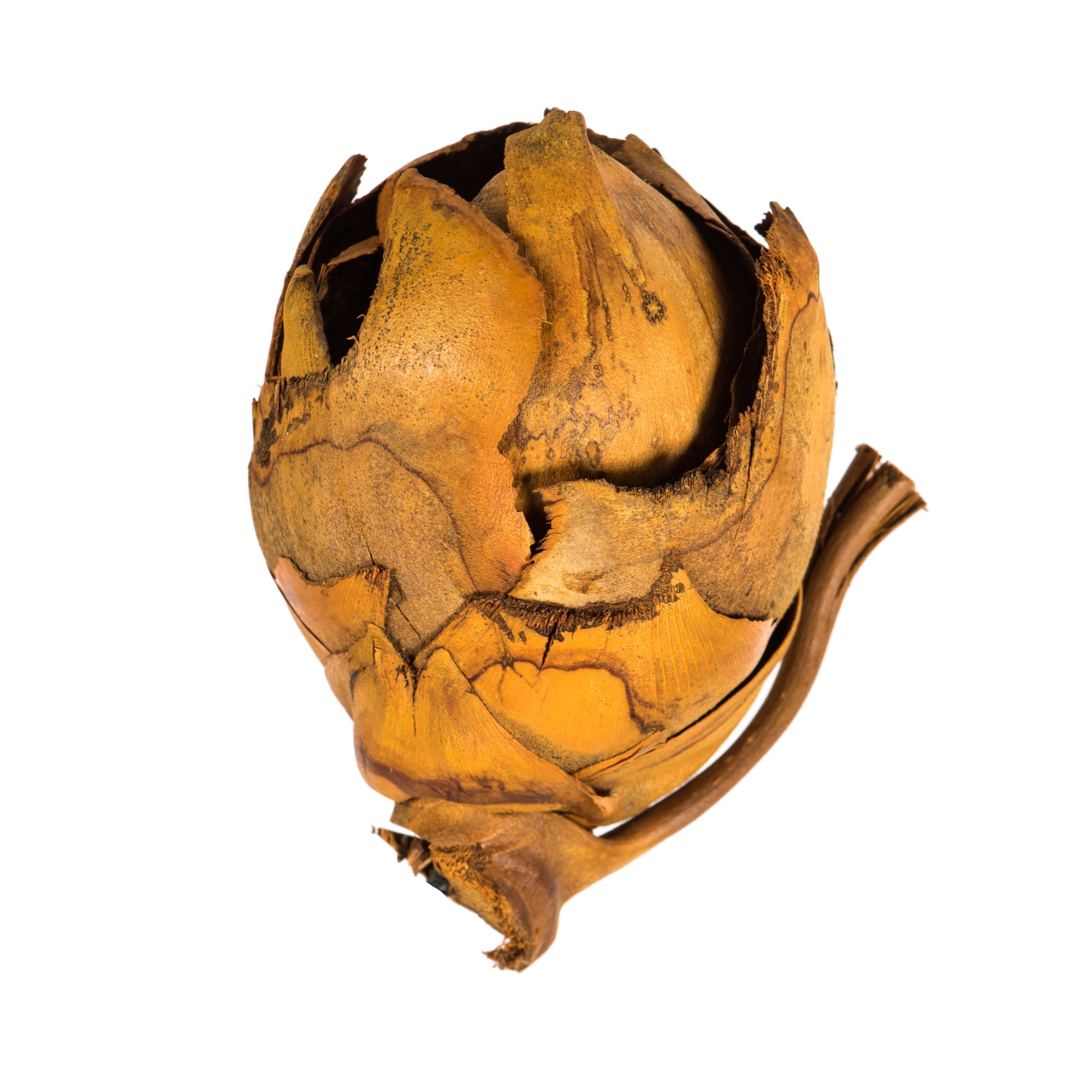 Vickerman 2-3" Aspen Gold Cacho Pod, Bulk Case of 60 Pods, Dried ...