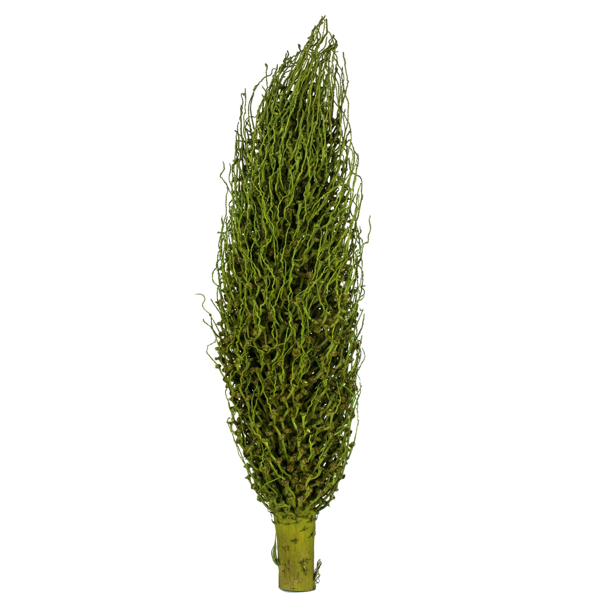 Vickerman 22 x 7" avg Basil Olympia Seed Pod, 1 piece, Dried - Walmart ...